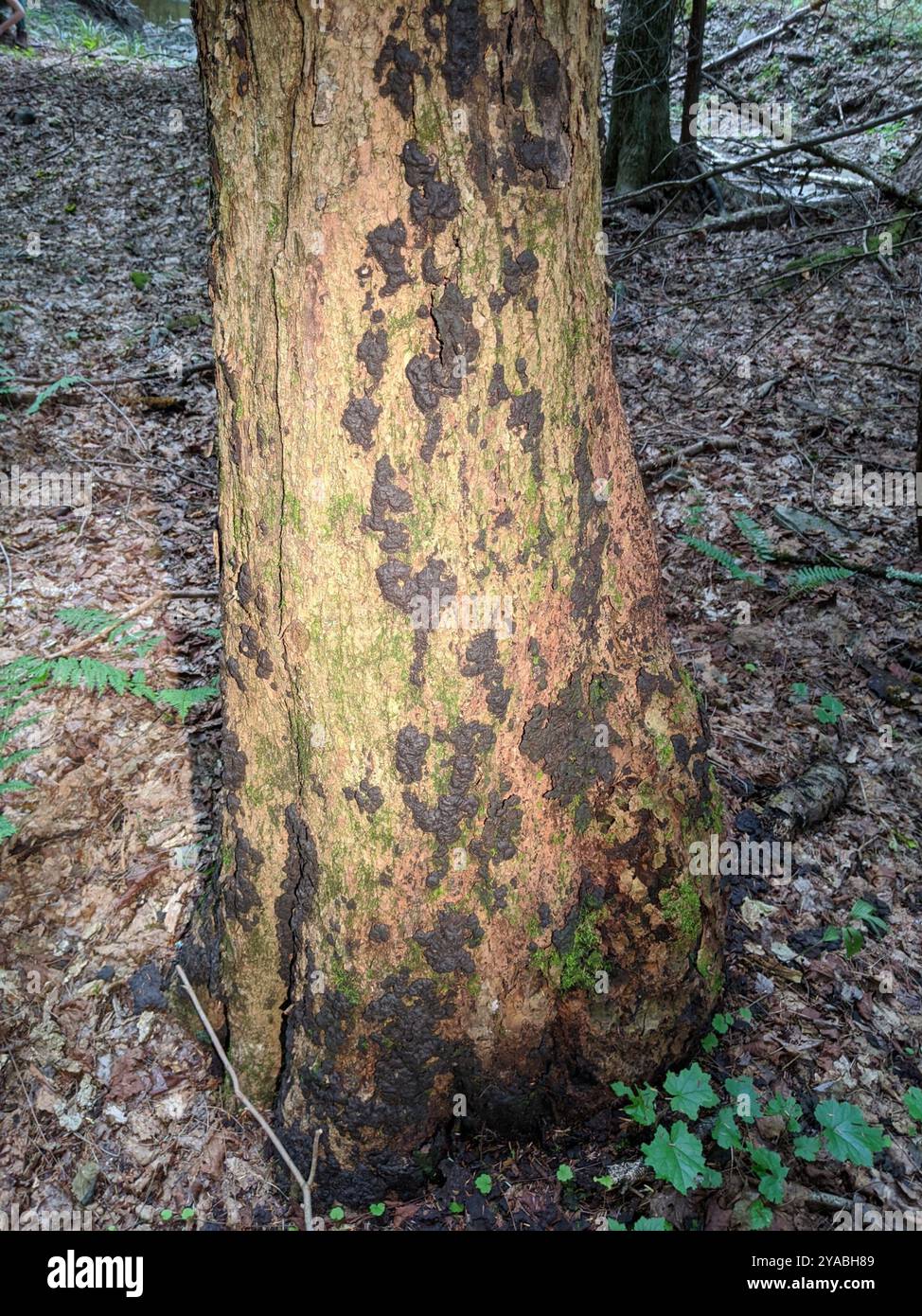 Brittle Cinder (Kretzschmaria deusta) Fungi Stock Photo - Alamy