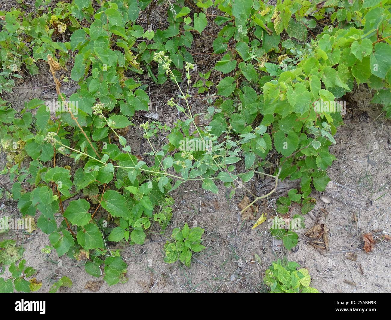 Wild Four o'Clock (Mirabilis nyctaginea) Plantae Stock Photo - Alamy