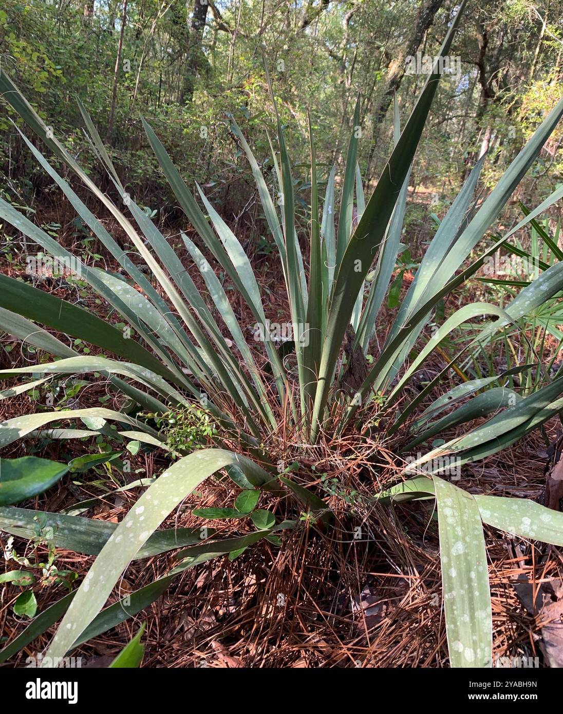 common yucca (Yucca filamentosa) Plantae Stock Photo - Alamy