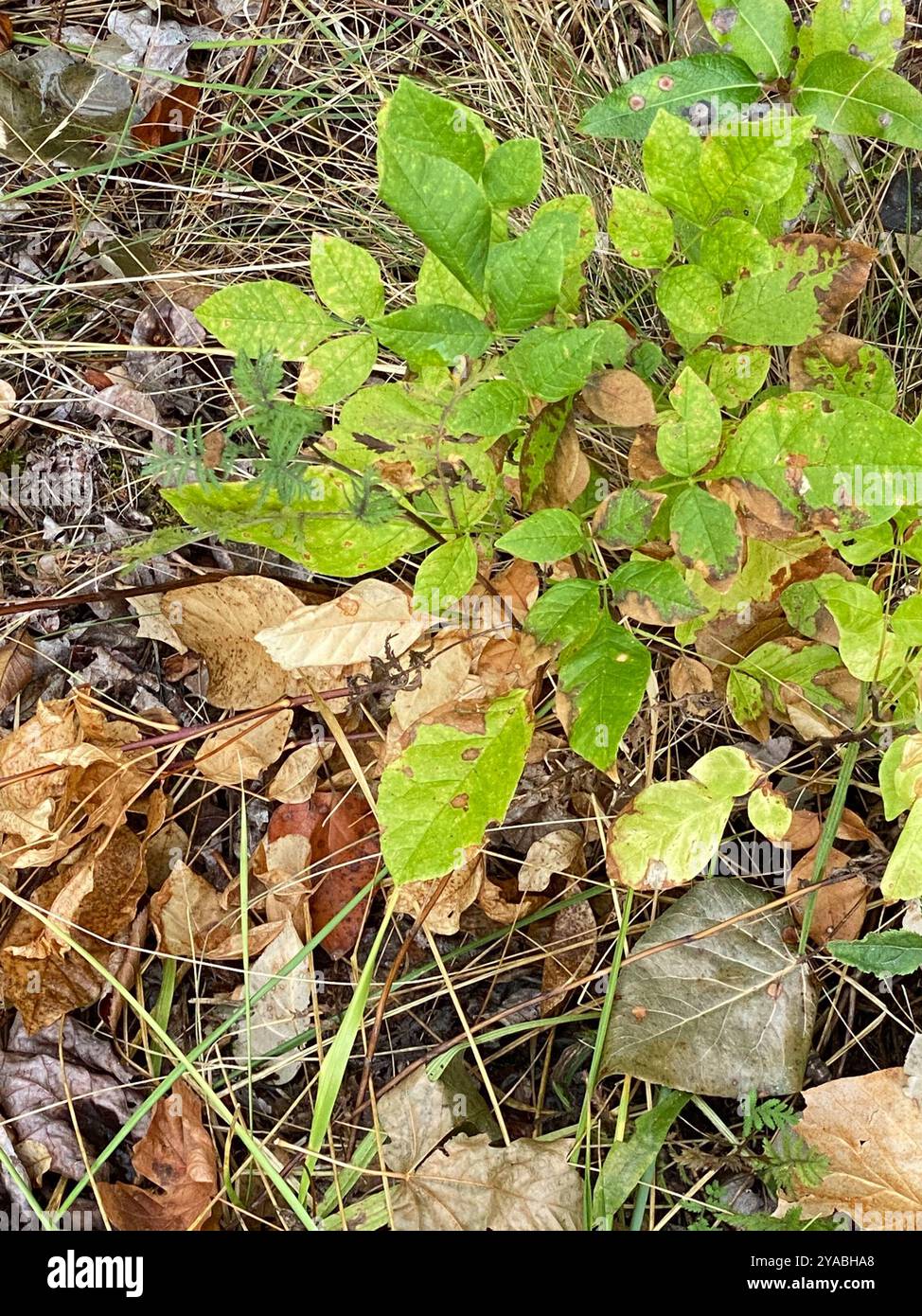 Oregon Ash (Fraxinus latifolia) Plantae Stock Photo - Alamy
