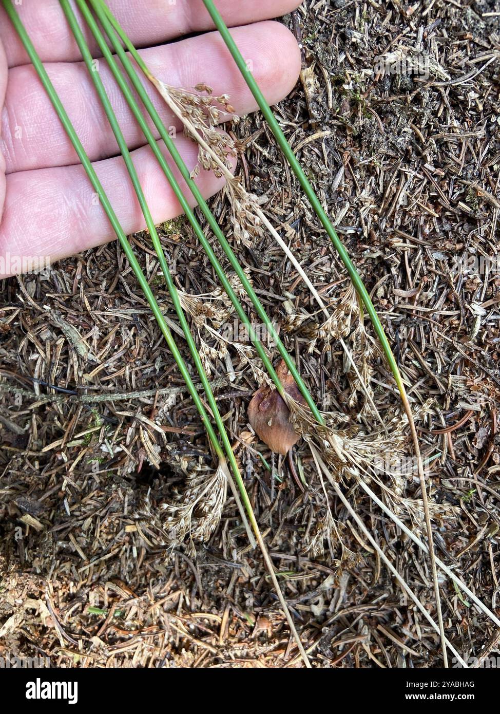 rushes (Juncus) Plantae Stock Photo - Alamy