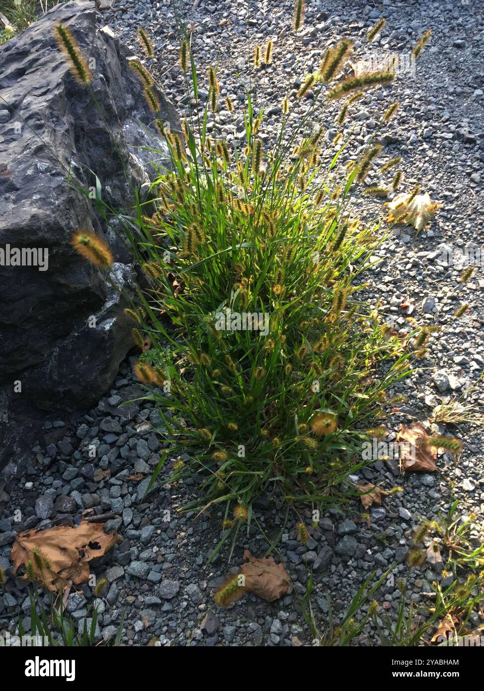yellow foxtail (Setaria pumila) Plantae Stock Photo - Alamy