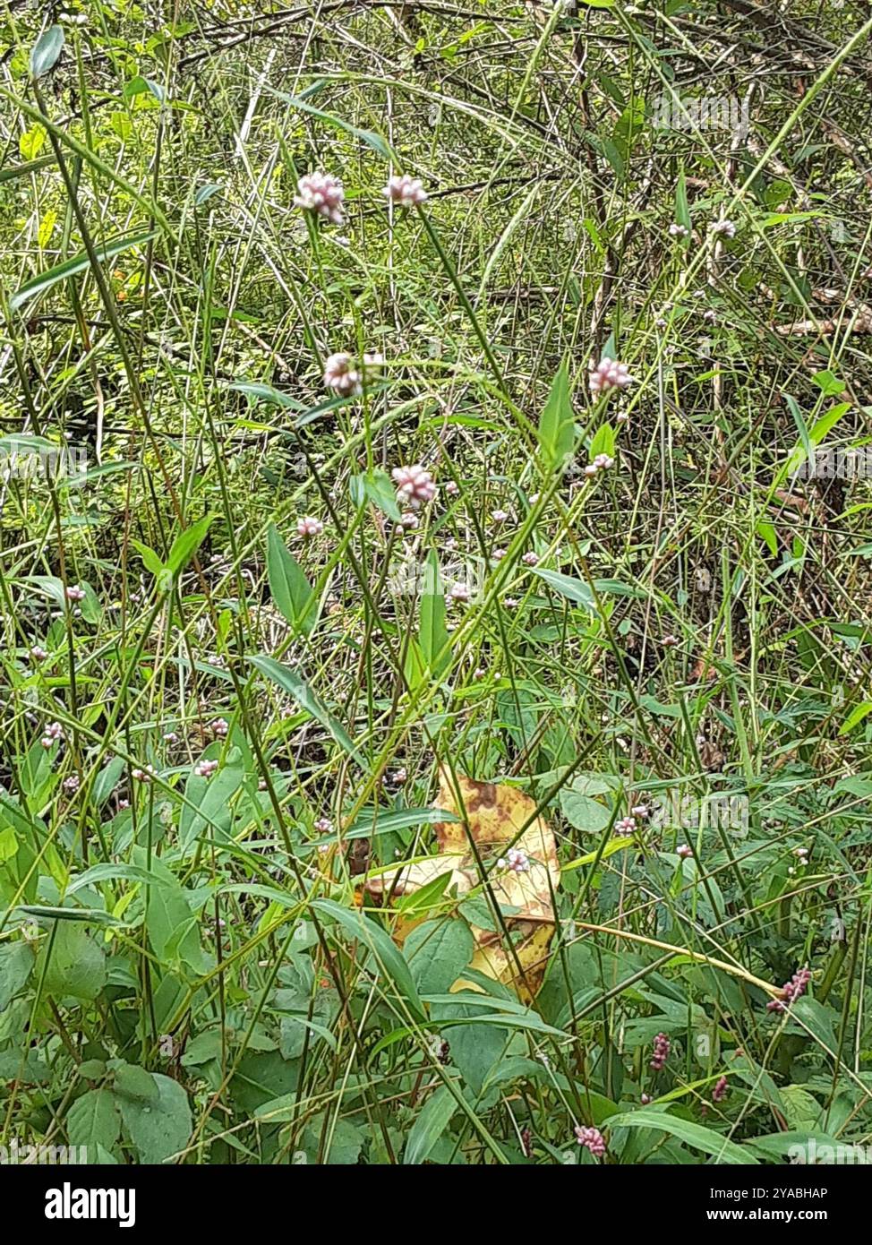 arrow-leaved tearthumb (Persicaria sagittata) Plantae Stock Photo - Alamy