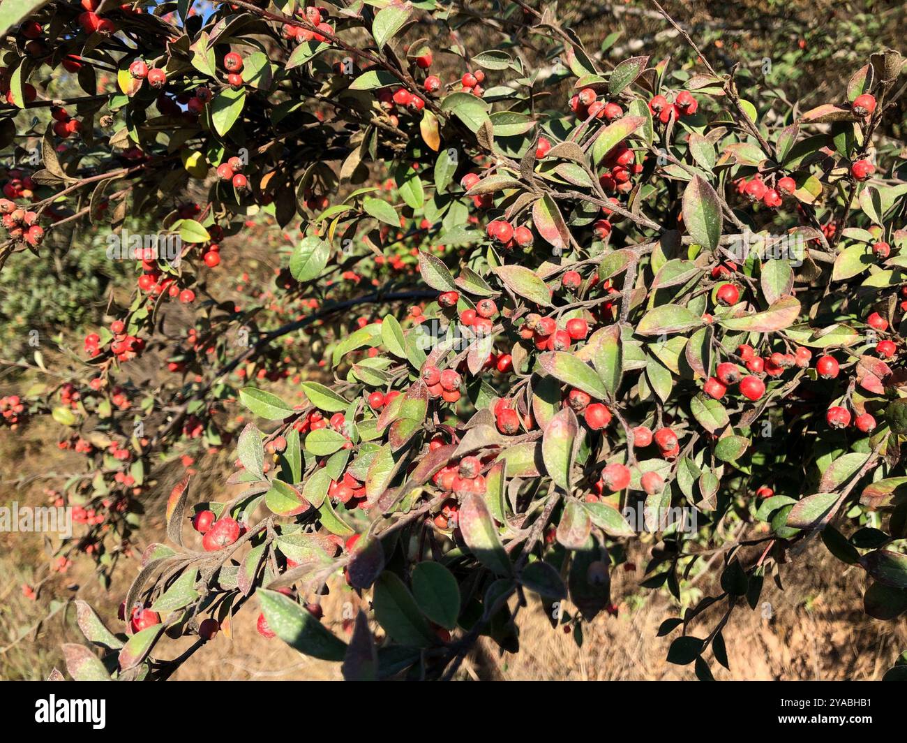 Cotoneasters (Cotoneaster) Plantae Stock Photo - Alamy