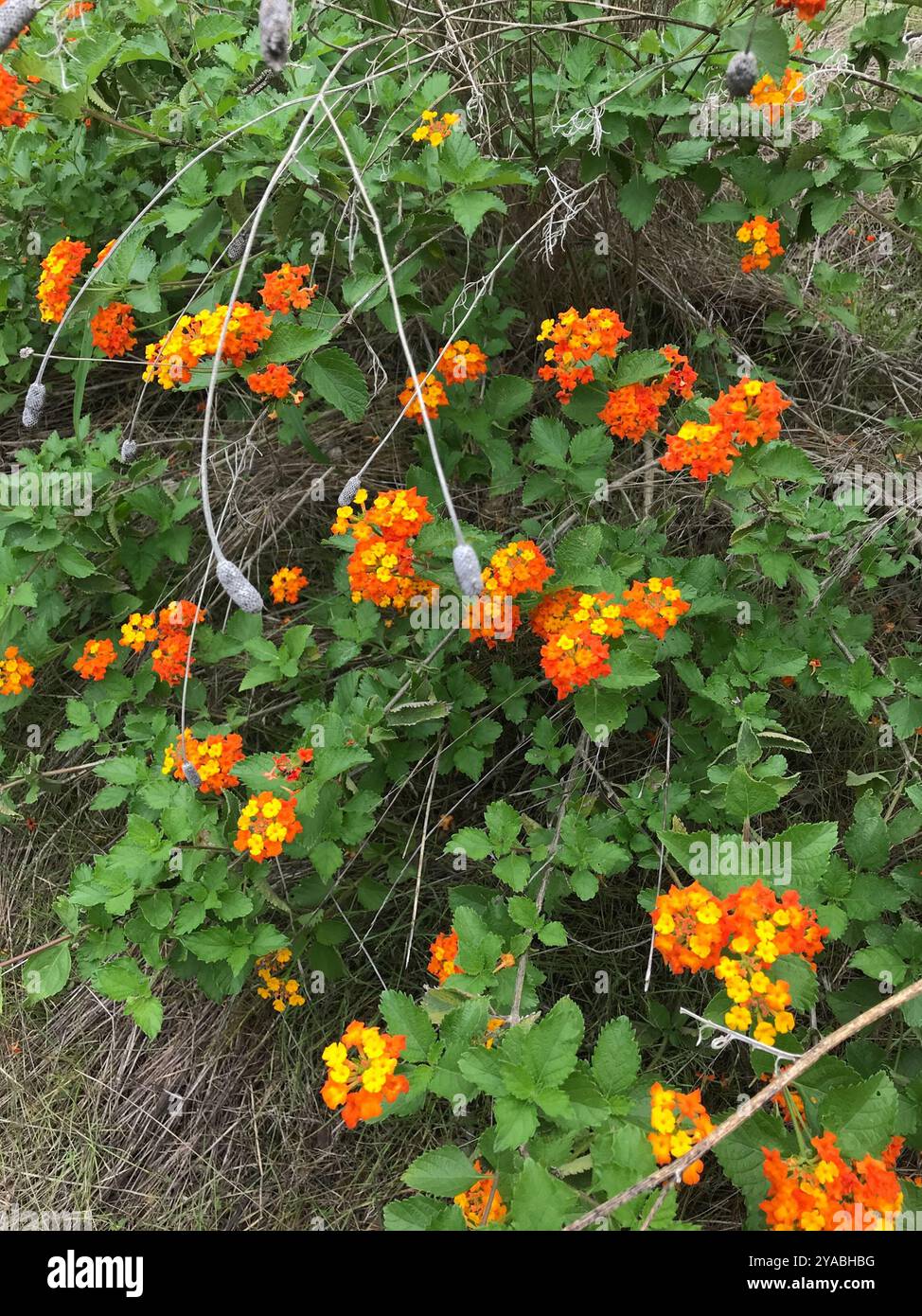 Texas lantana (Lantana urticoides) Plantae Stock Photo - Alamy