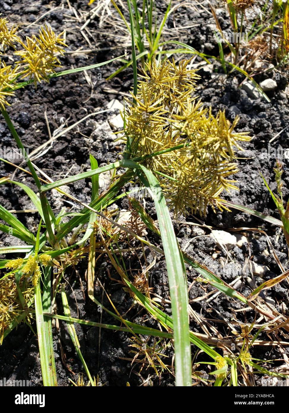 Fragrant flatsedge (Cyperus odoratus) Plantae Stock Photo - Alamy