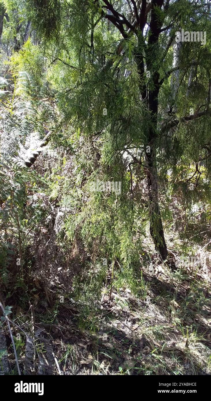 Cherry Ballart (Exocarpos cupressiformis) Plantae Stock Photo - Alamy