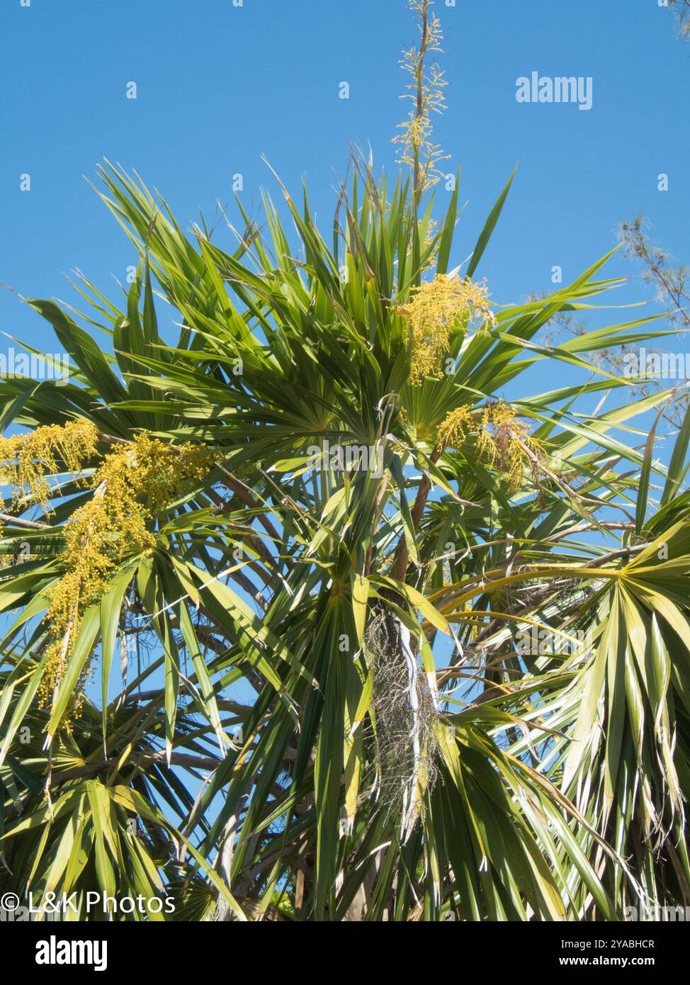 Florida Thatch Palm (Thrinax radiata) Plantae Stock Photo - Alamy