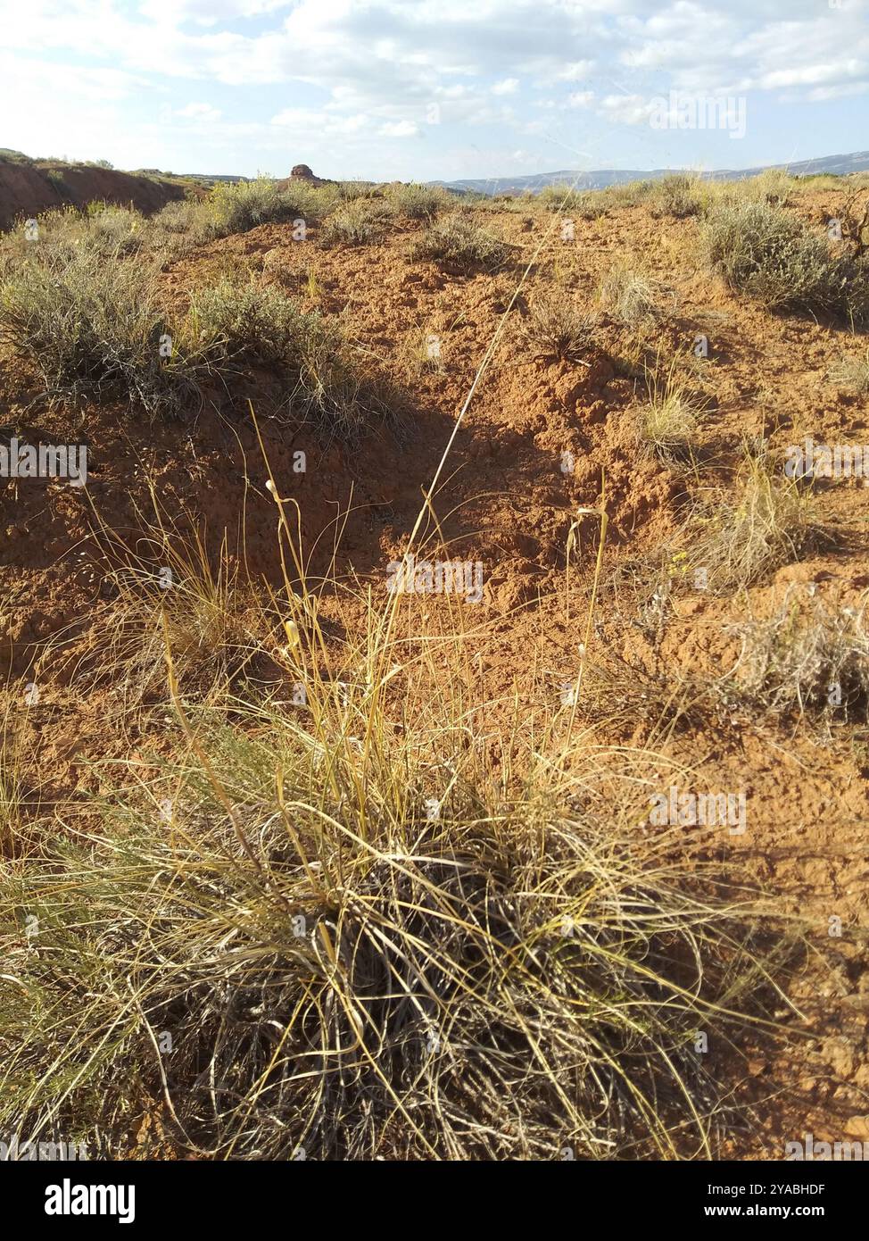 Alkali Sacaton (Sporobolus airoides) Plantae Stock Photo - Alamy
