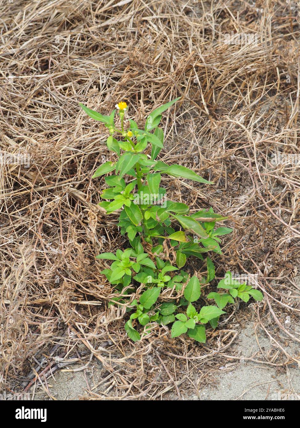 White beggarticks (Bidens alba) Plantae Stock Photo - Alamy