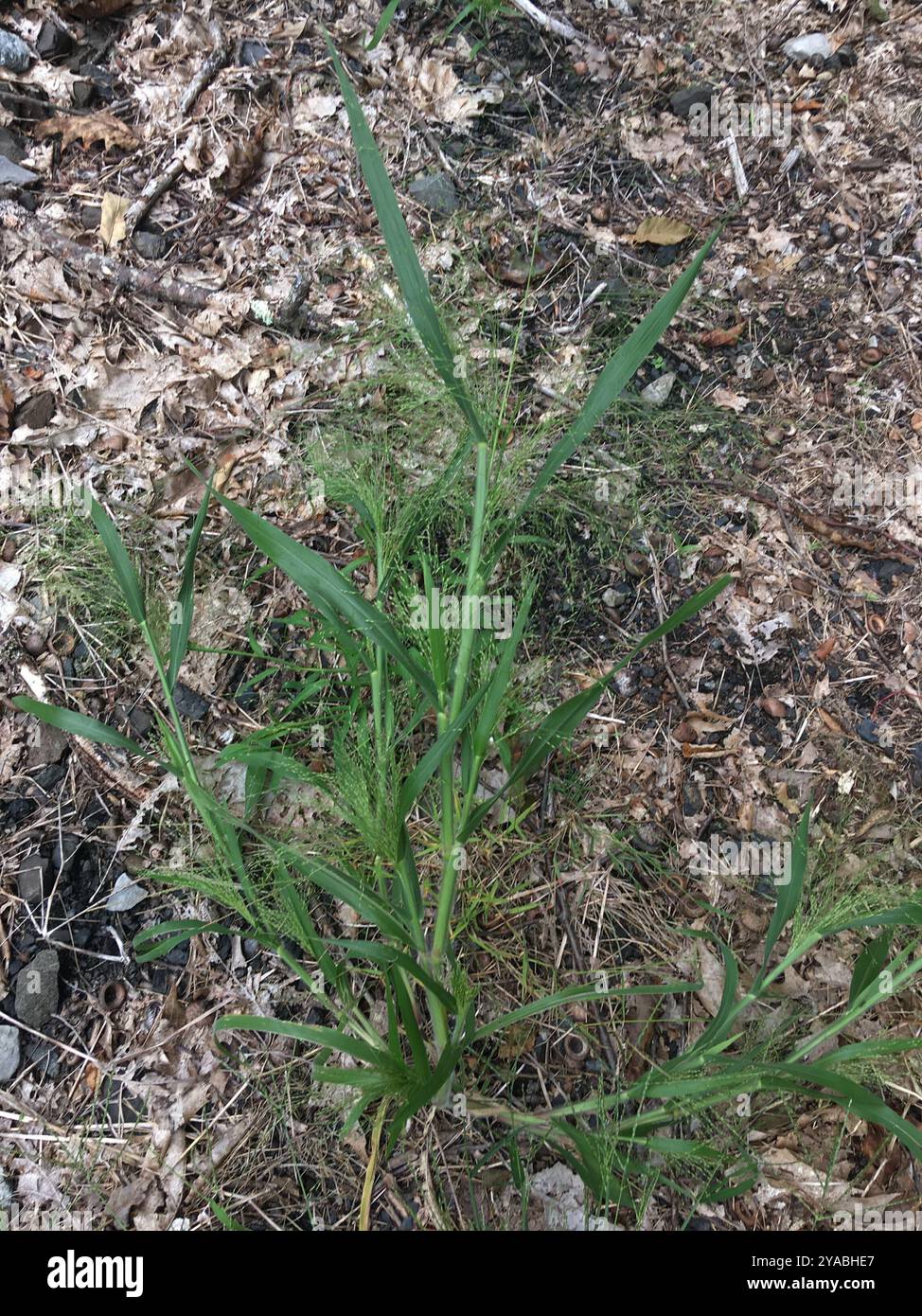 panicgrasses (Panicum) Plantae Stock Photo - Alamy