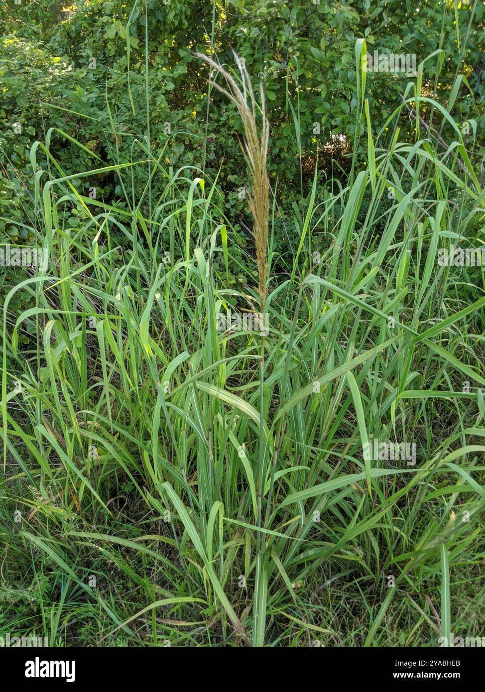 sugarcane plumegrass (Erianthus giganteus) Plantae Stock Photo - Alamy