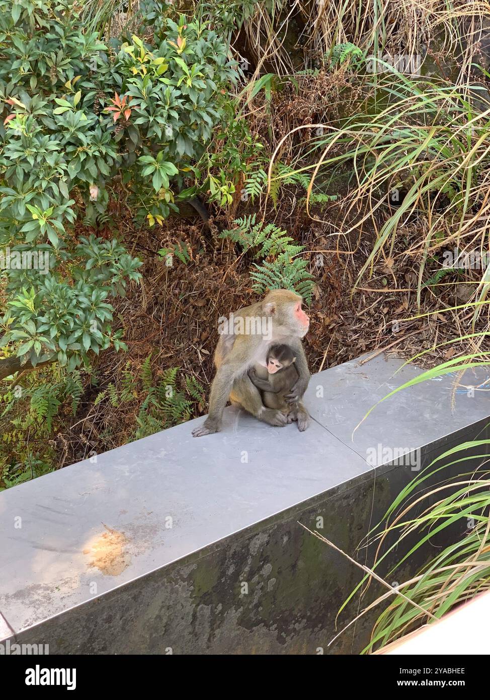 Formosan Rock Macaque (Macaca cyclopis) Mammalia Stock Photo - Alamy