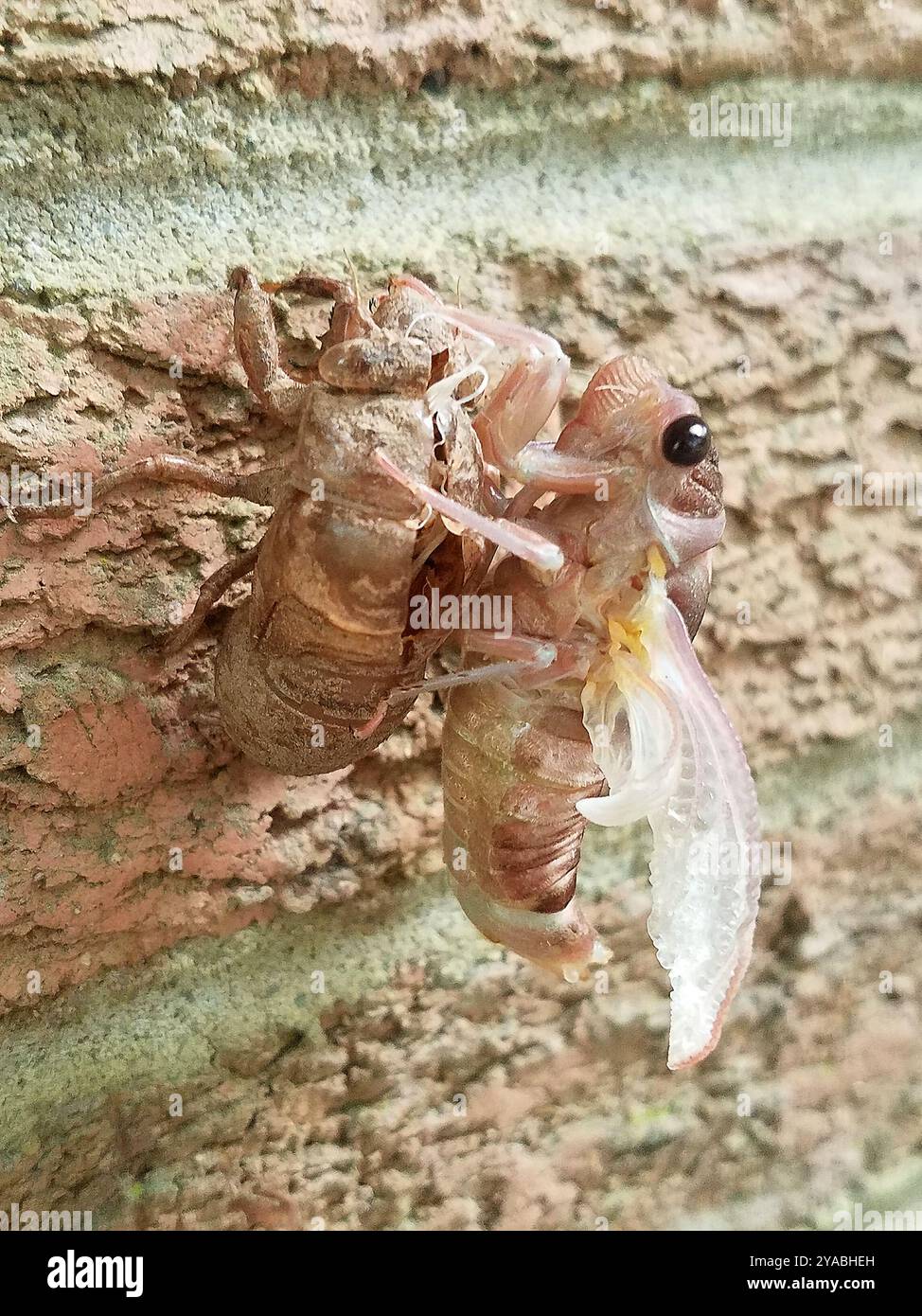 Fall Southeastern Dusk-singing Cicada (Megatibicen figuratus) Insecta ...