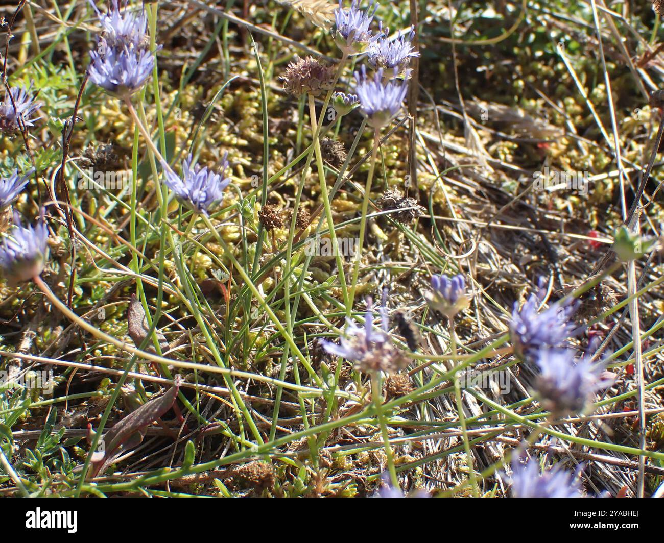Sheep's-bit (Jasione montana) Plantae Stock Photo - Alamy
