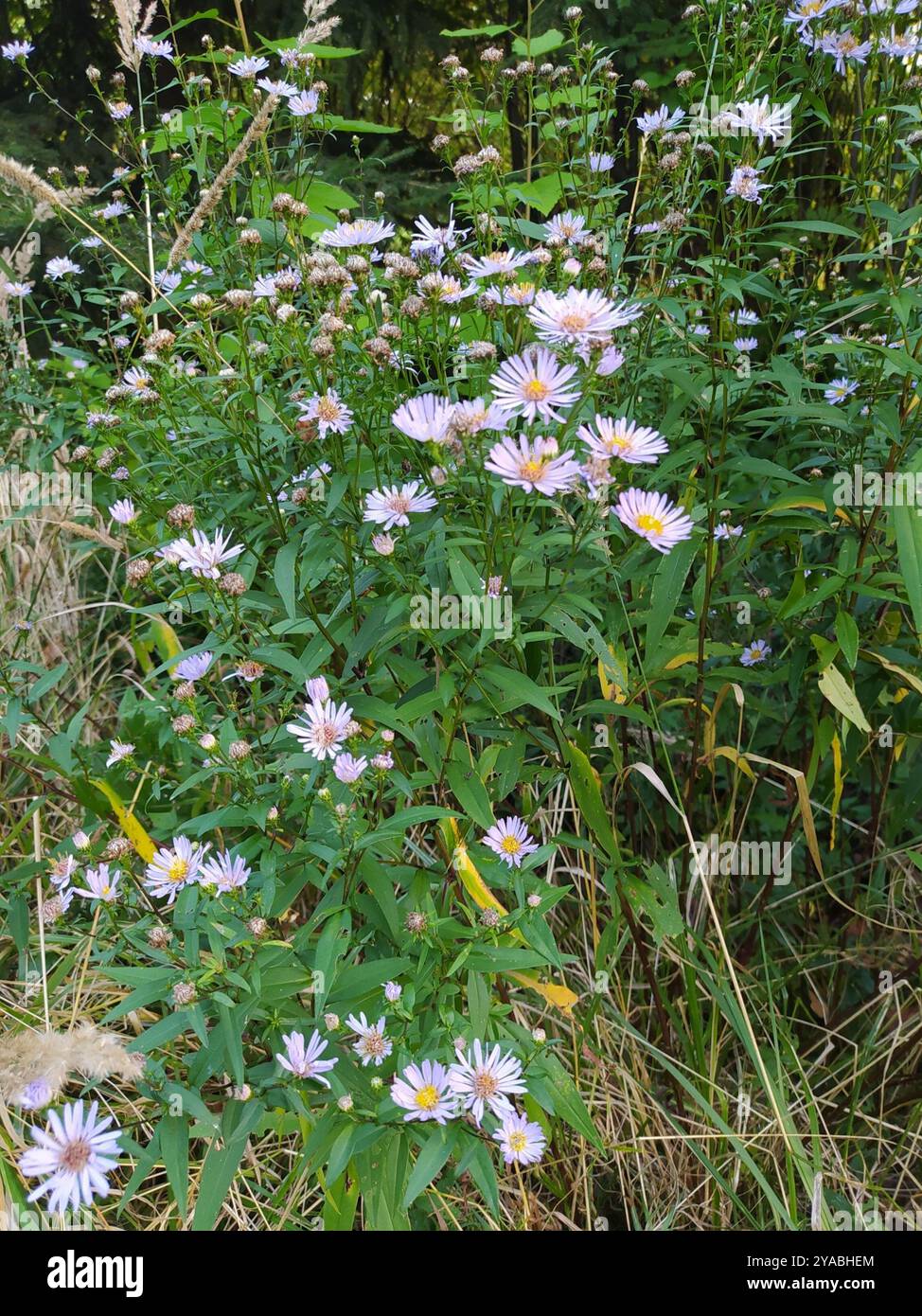 New York aster (Symphyotrichum novi-belgii) Plantae Stock Photo - Alamy