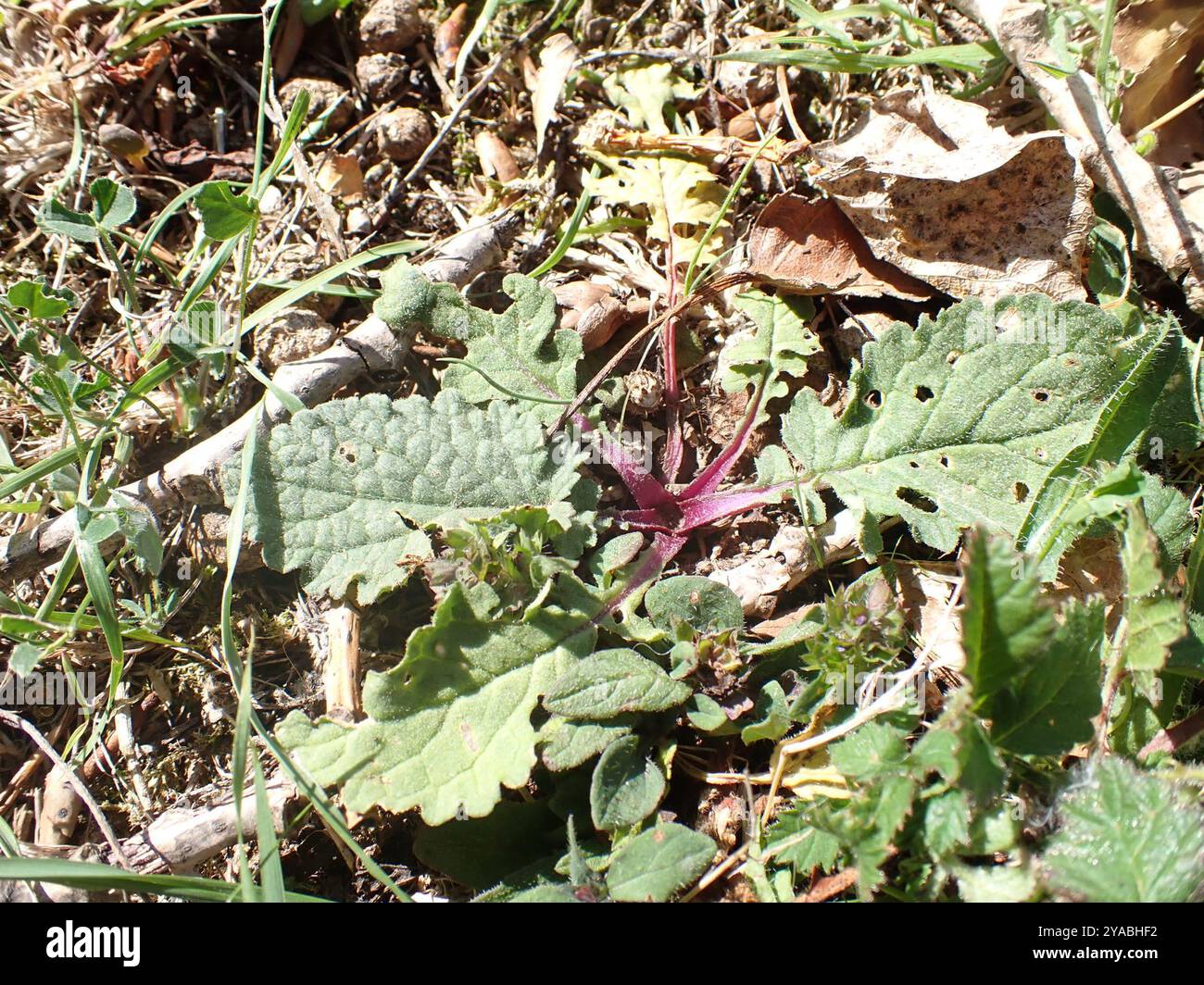 Marsh Ragwort (Jacobaea aquatica) Plantae Stock Photo - Alamy