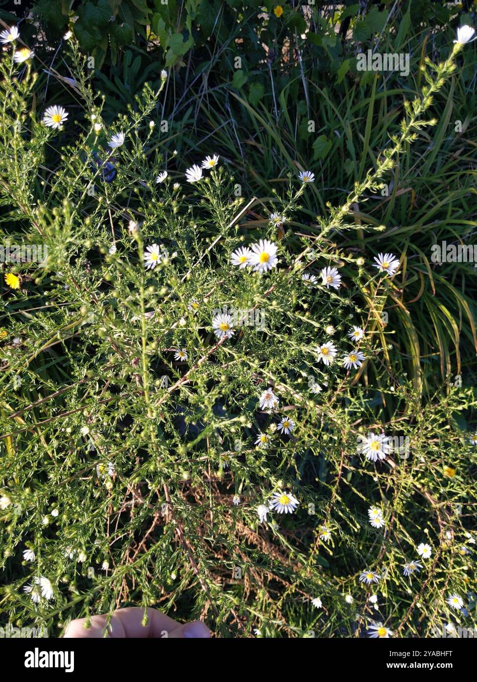hairy white oldfield aster (Symphyotrichum pilosum) Plantae Stock Photo ...