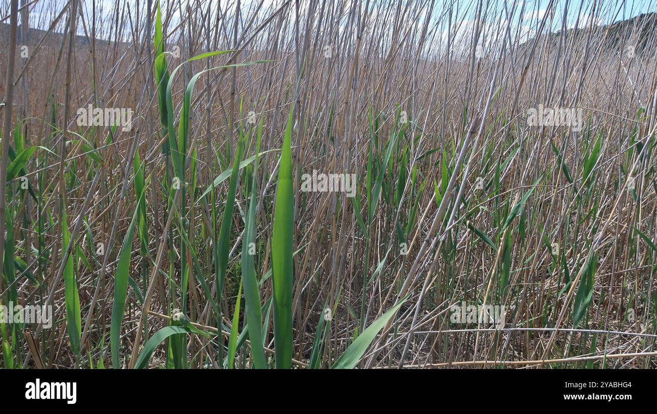 common reed (Phragmites australis) Plantae Stock Photo - Alamy