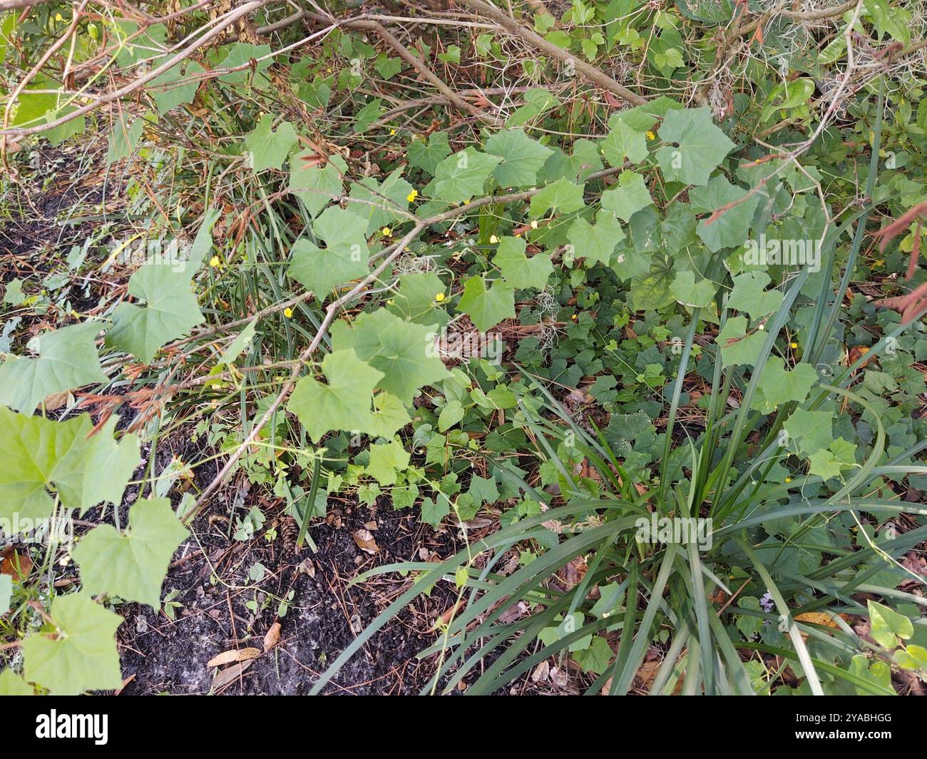 creeping cucumber (Melothria pendula) Plantae Stock Photo - Alamy
