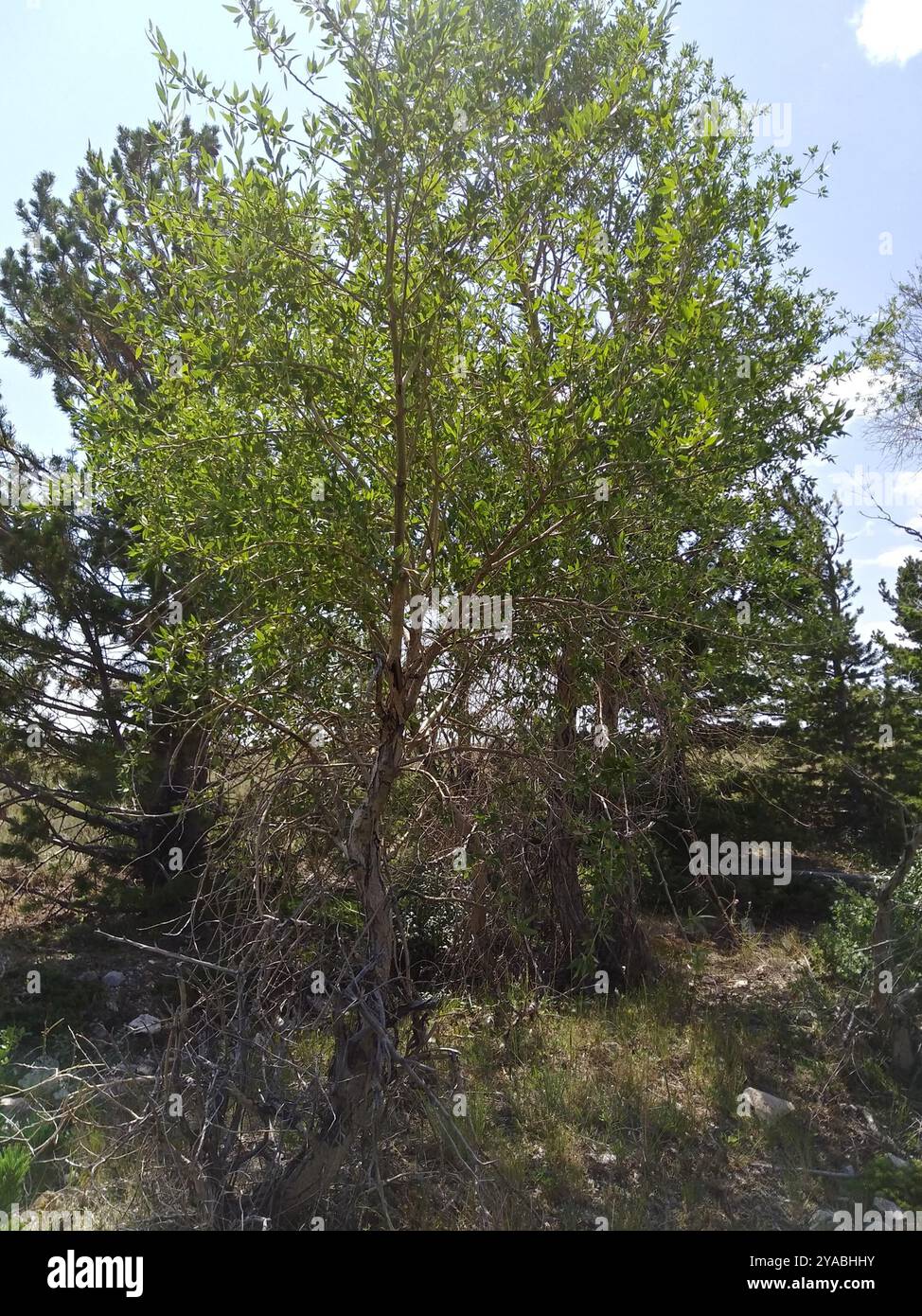 Narrowleaf Cottonwood (Populus angustifolia) Plantae Stock Photo - Alamy