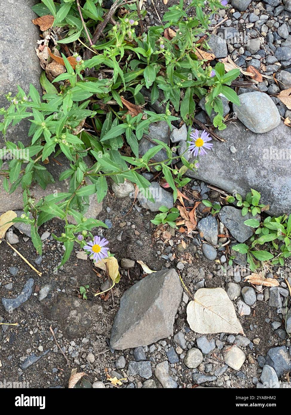 Pacific Aster (Symphyotrichum chilense) Plantae Stock Photo - Alamy