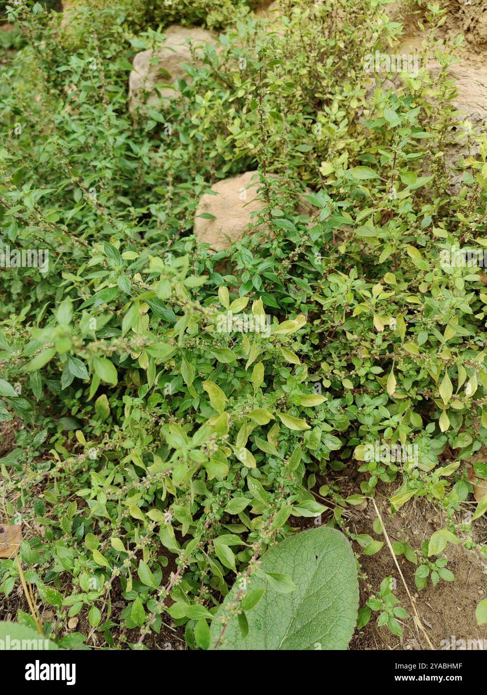 pellitory-of-the-wall (Parietaria judaica) Plantae Stock Photo - Alamy