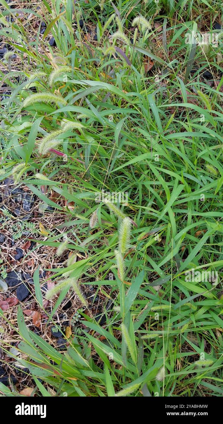 Green Bristle Grass (Setaria viridis) Plantae Stock Photo - Alamy
