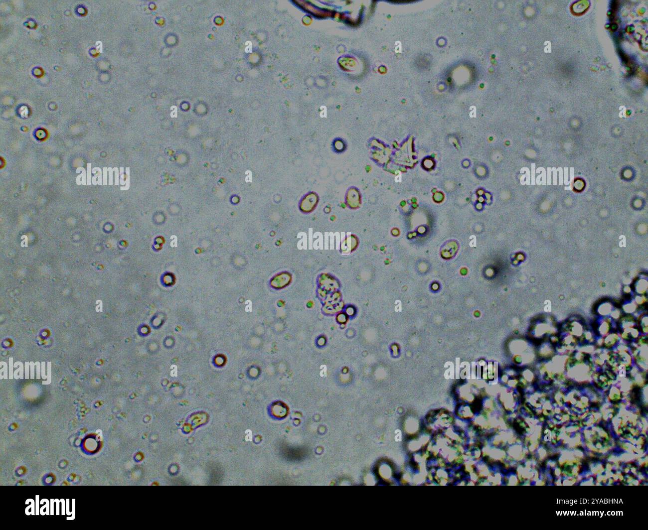 bearded dapperling (Cystolepiota seminuda) Fungi Stock Photo - Alamy