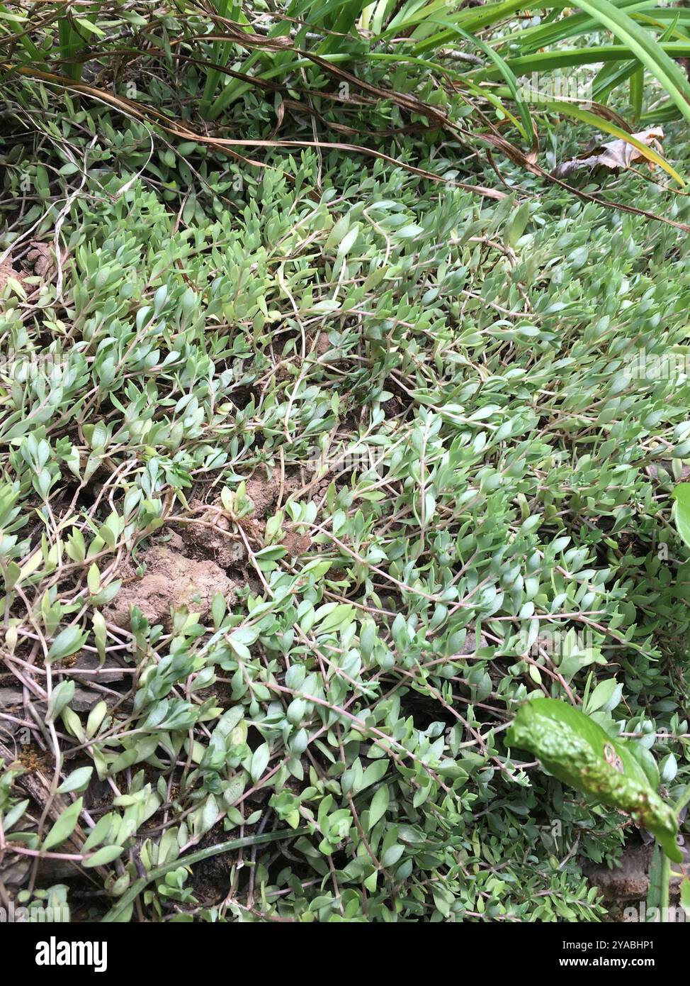 Stringy Stonecrop (Sedum sarmentosum) Plantae Stock Photo - Alamy