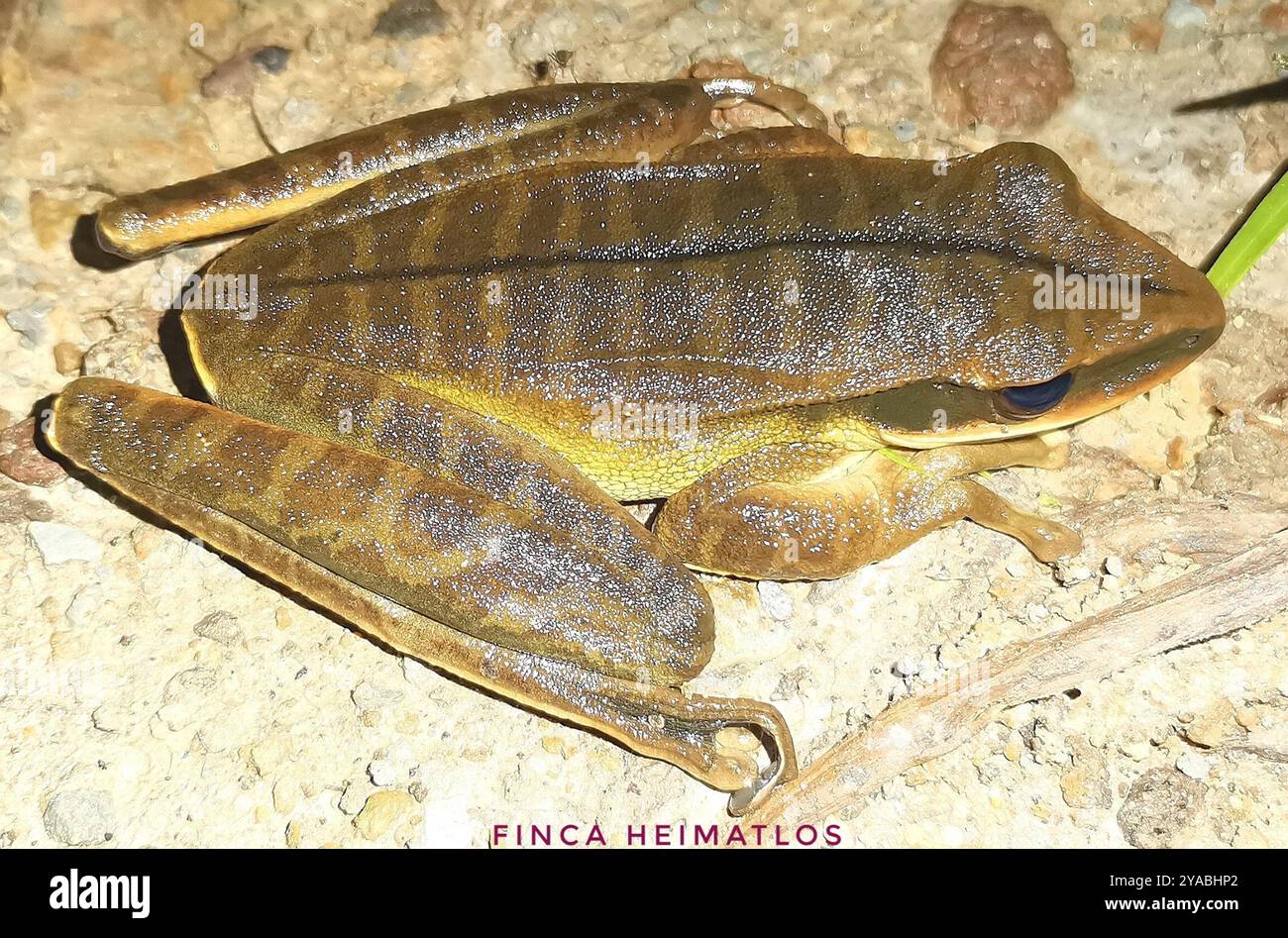 Basin Tree Frog (Boana lanciformis) Amphibia Stock Photo - Alamy