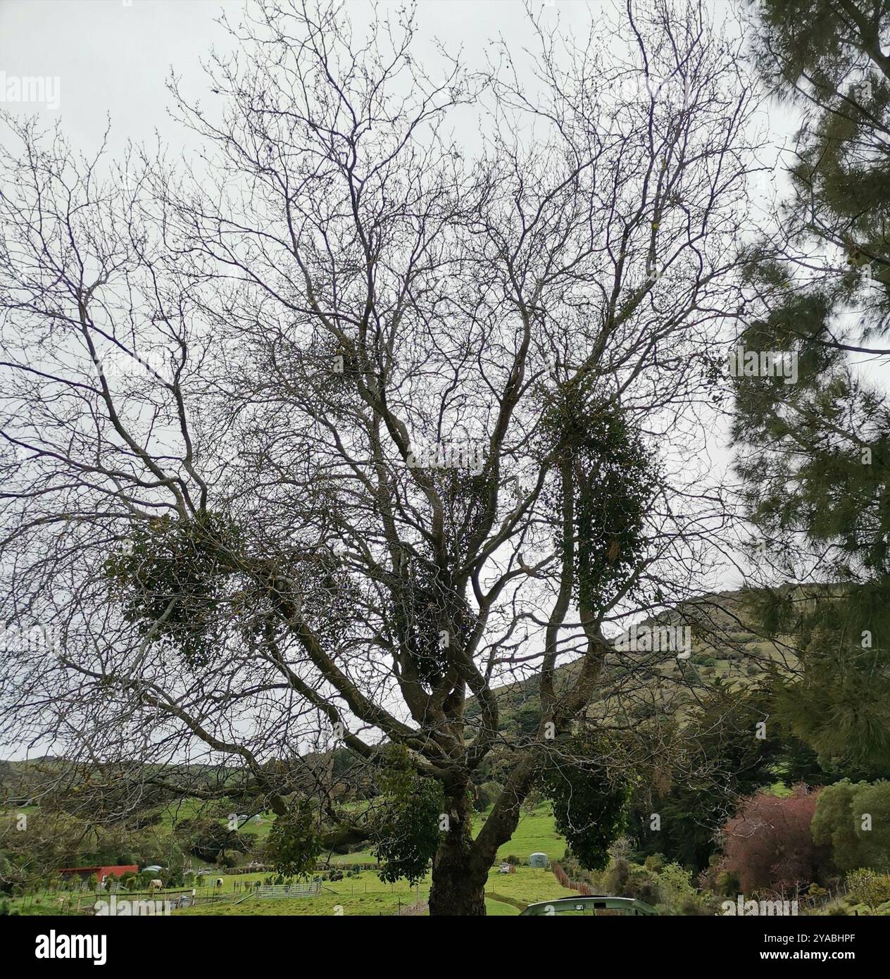 Green mistletoe (Ileostylus micranthus) Plantae Stock Photo - Alamy