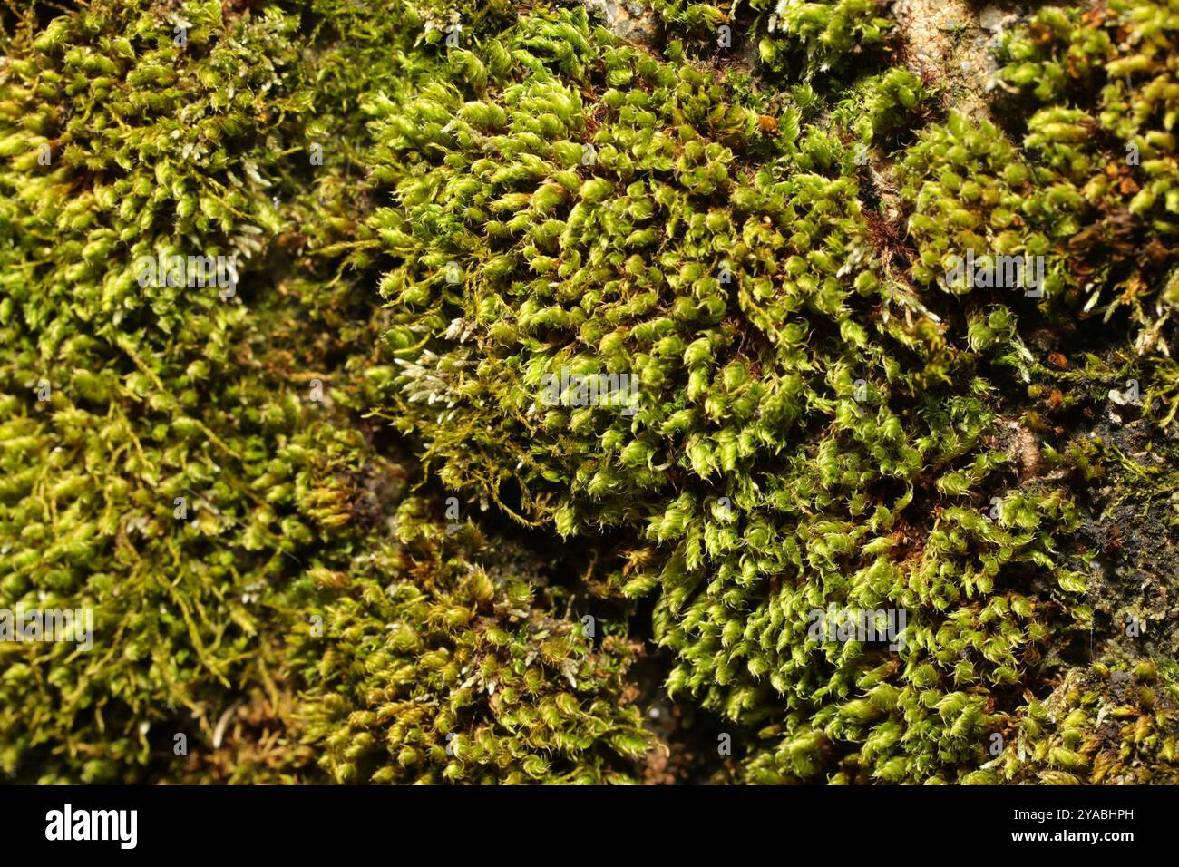 Capillary Thread-moss (Ptychostomum capillare) Plantae Stock Photo - Alamy