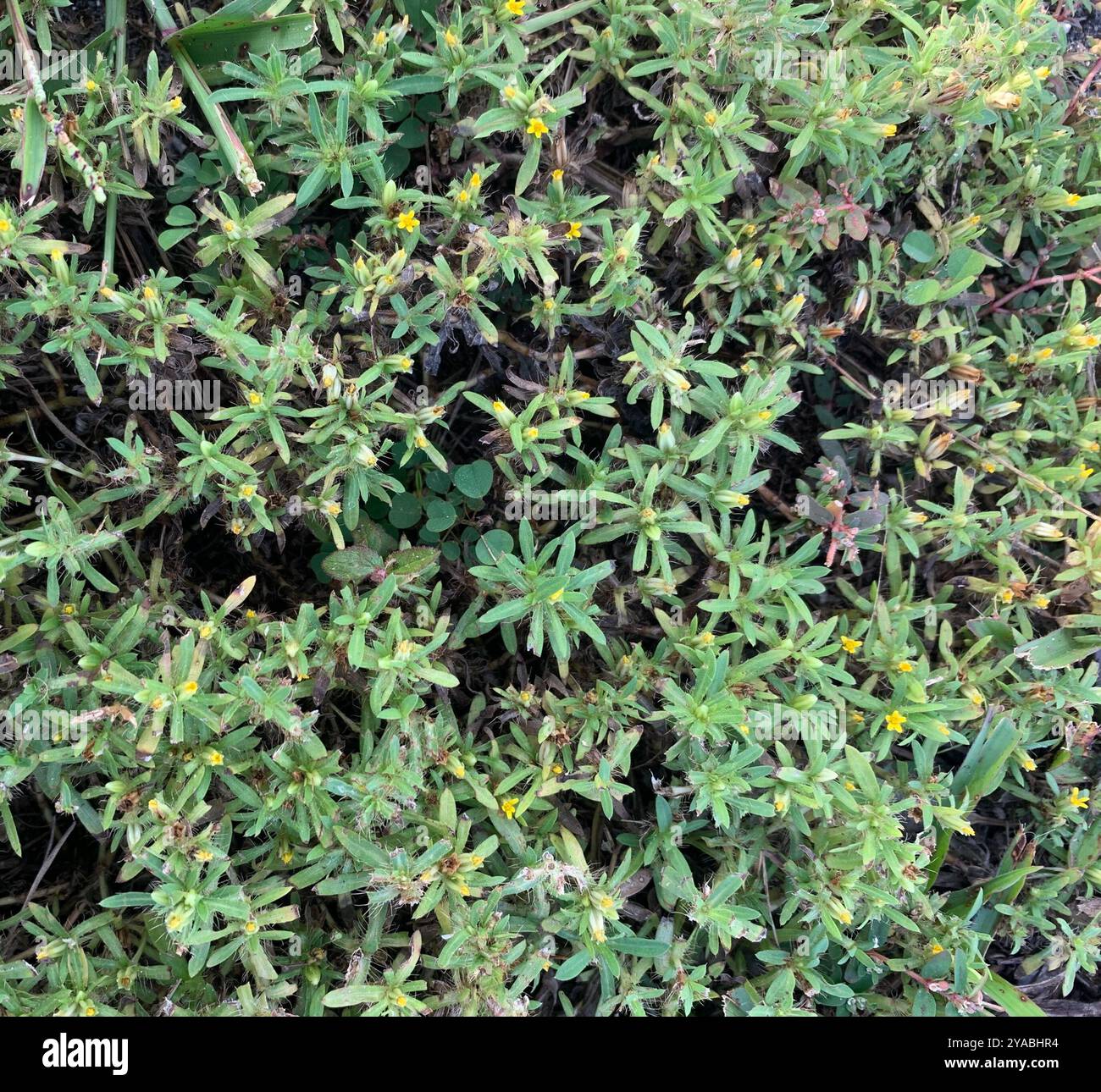 Spreading chinchweed (Pectis prostrata) Plantae Stock Photo - Alamy