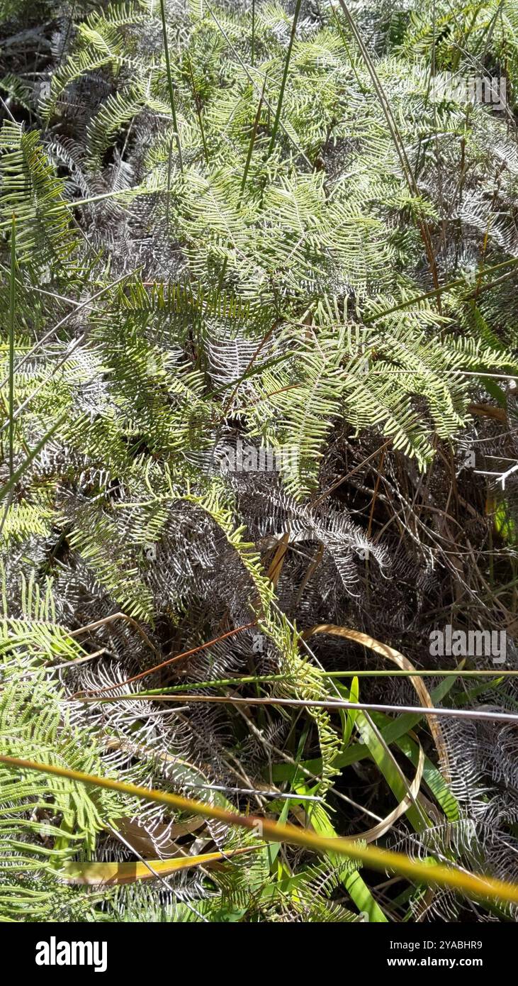 Pouched Coral Fern (Gleichenia dicarpa) Plantae Stock Photo - Alamy