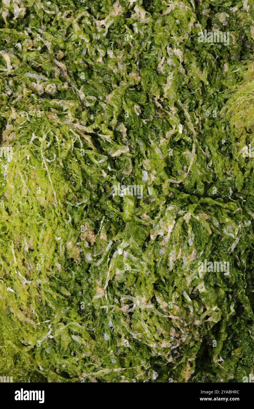 Gutweed (Ulva intestinalis) Plantae Stock Photo - Alamy