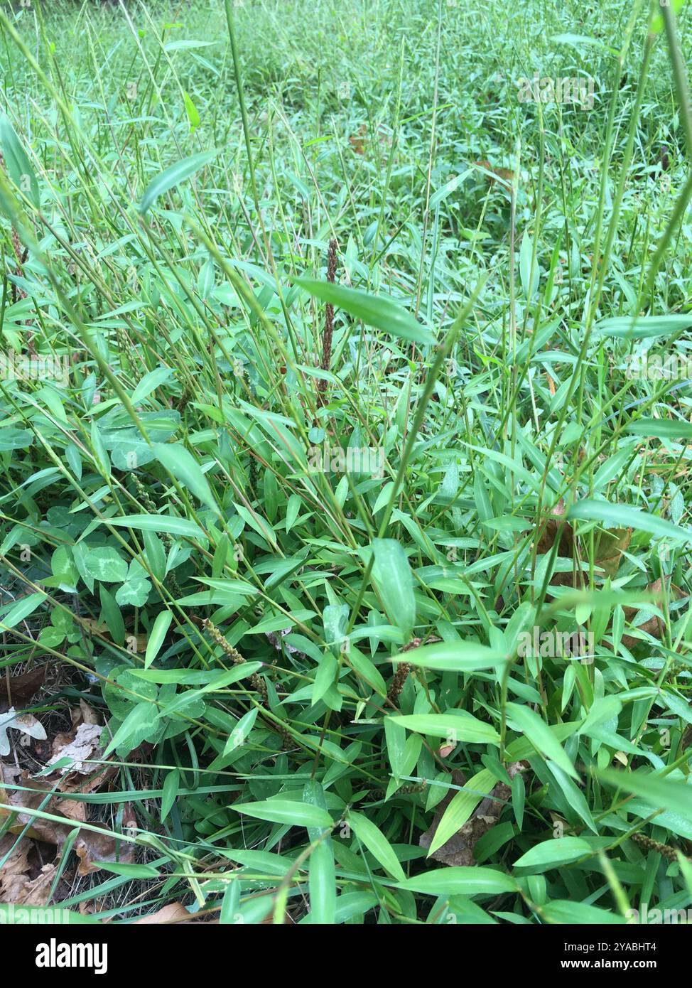 bristlegrasses, bluestems, paspalums, and allies (Panicoideae) Plantae ...
