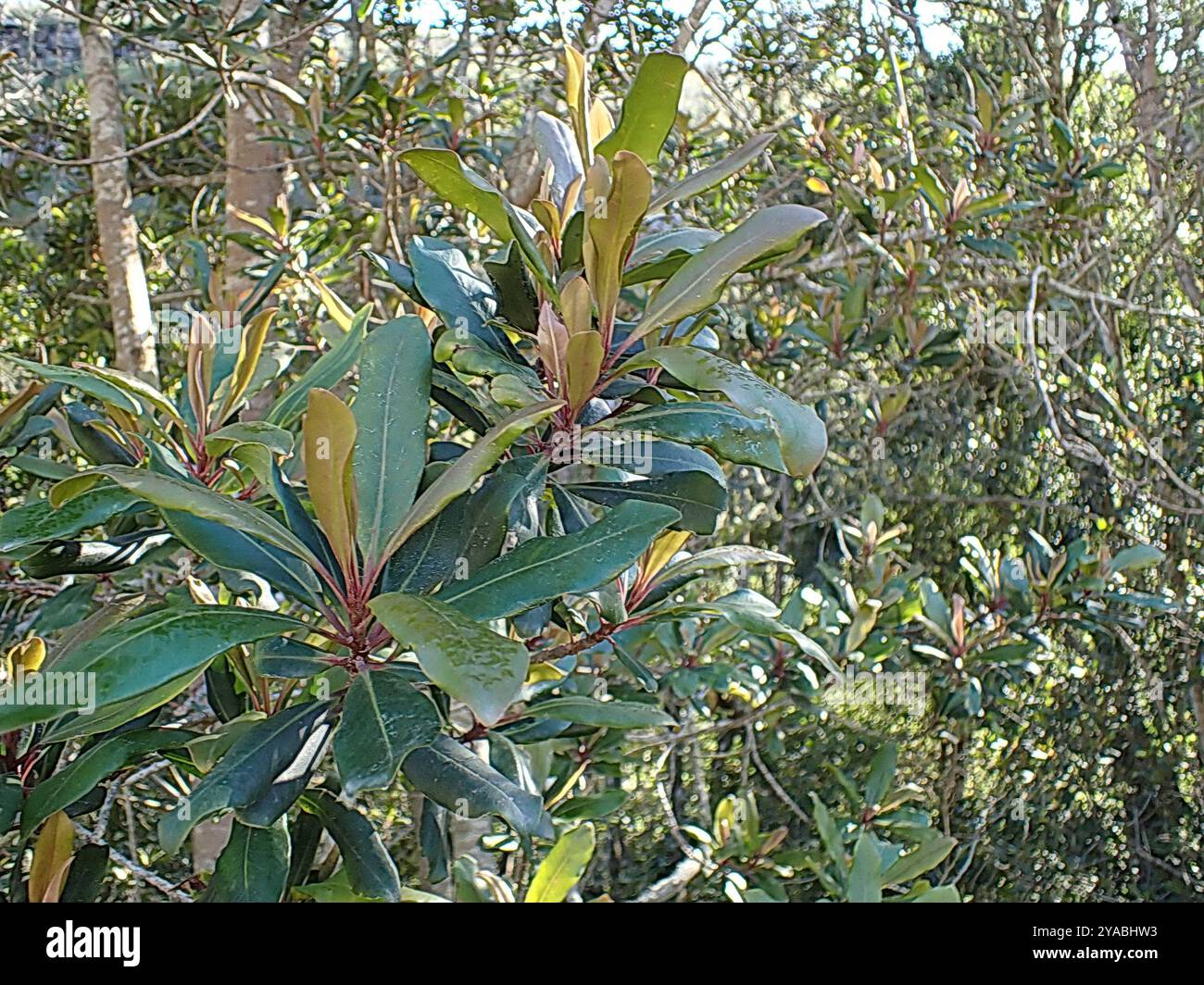 Cape beech (Rapanea melanophloeos) Plantae Stock Photo - Alamy