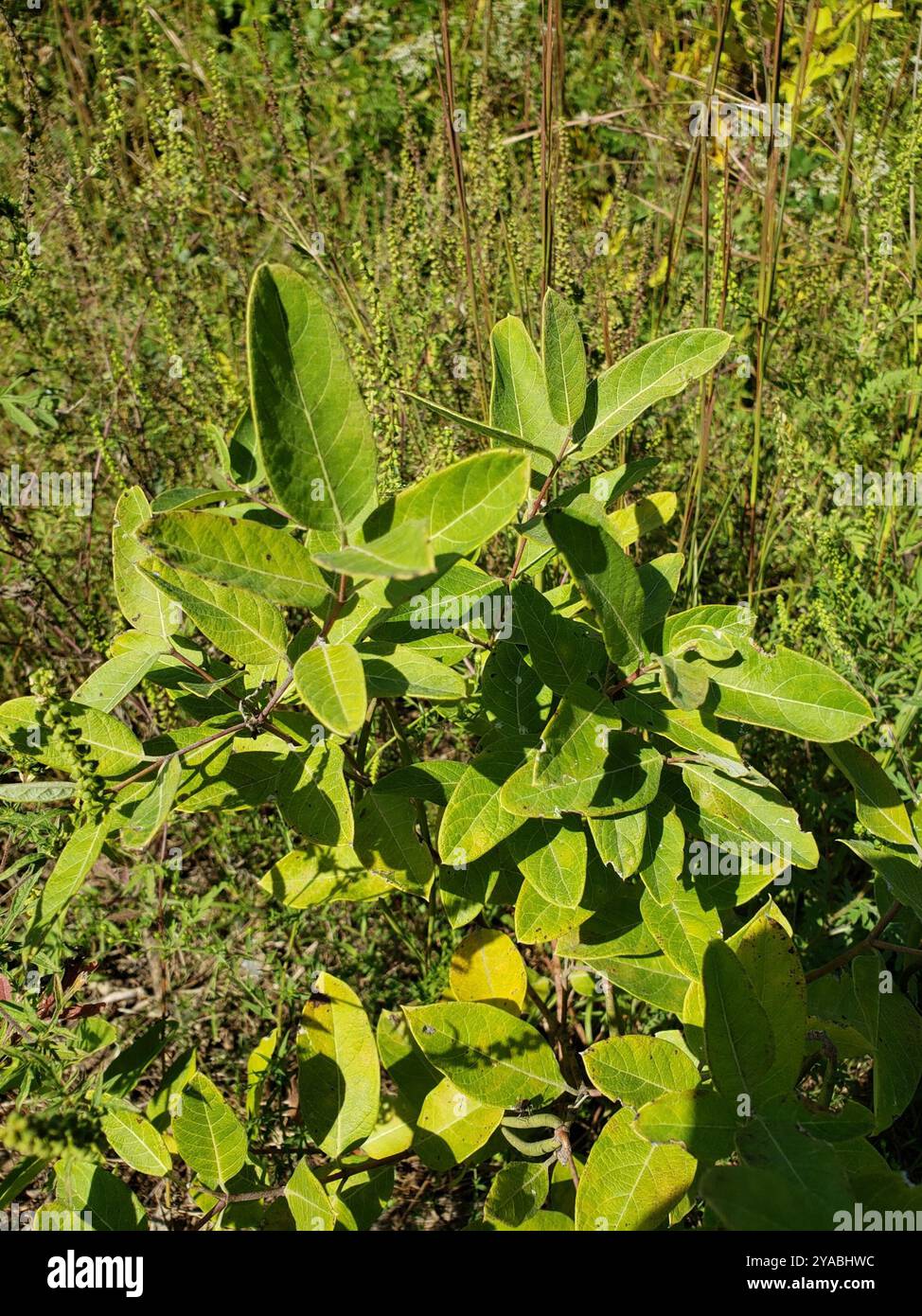 hemp dogbane (Apocynum cannabinum) Plantae Stock Photo - Alamy