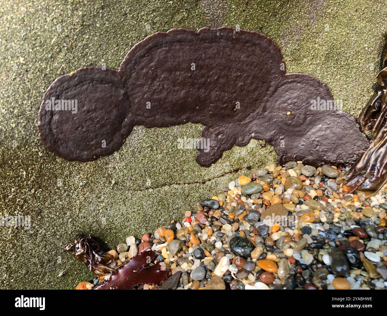 encrusting red algae (Mastocarpus) Plantae Stock Photo - Alamy