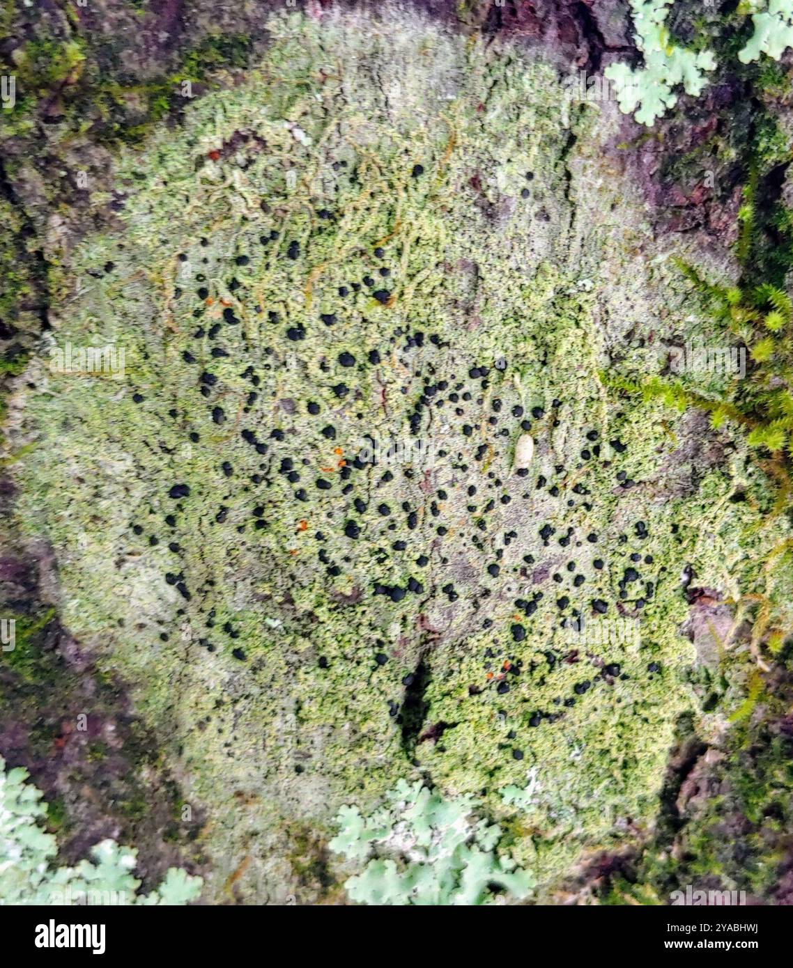 Surprise Lichen (Bacidia schweinitzii) Fungi Stock Photo - Alamy