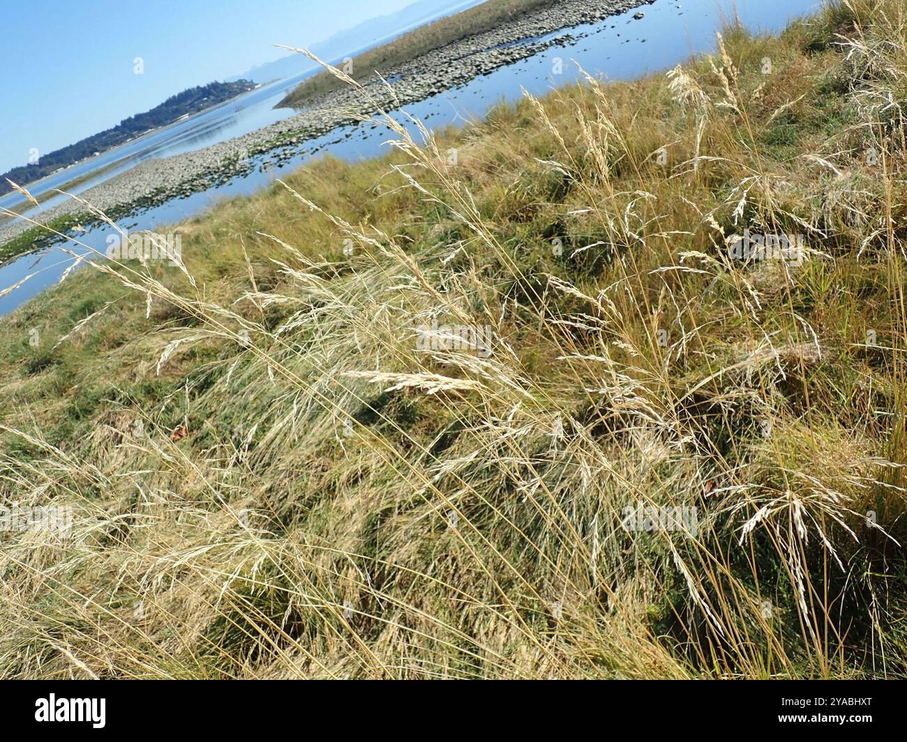 tufted hair grass (Deschampsia cespitosa) Plantae Stock Photo - Alamy