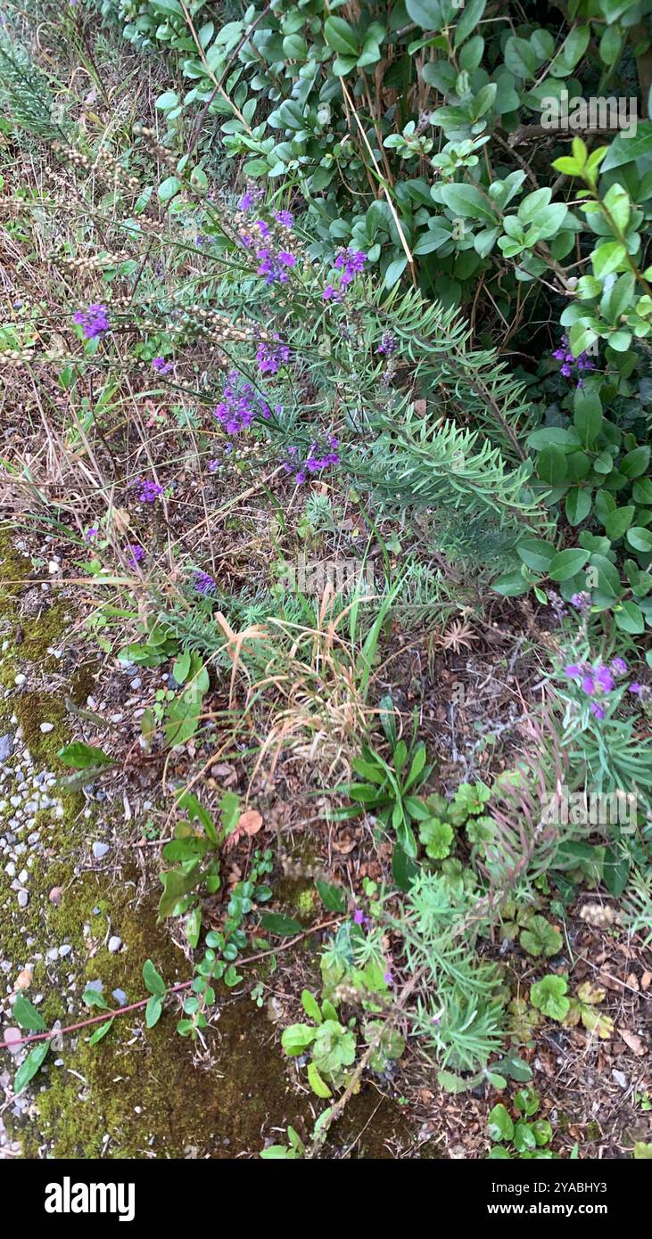 Purple Toadflax (Linaria purpurea) Plantae Stock Photo - Alamy