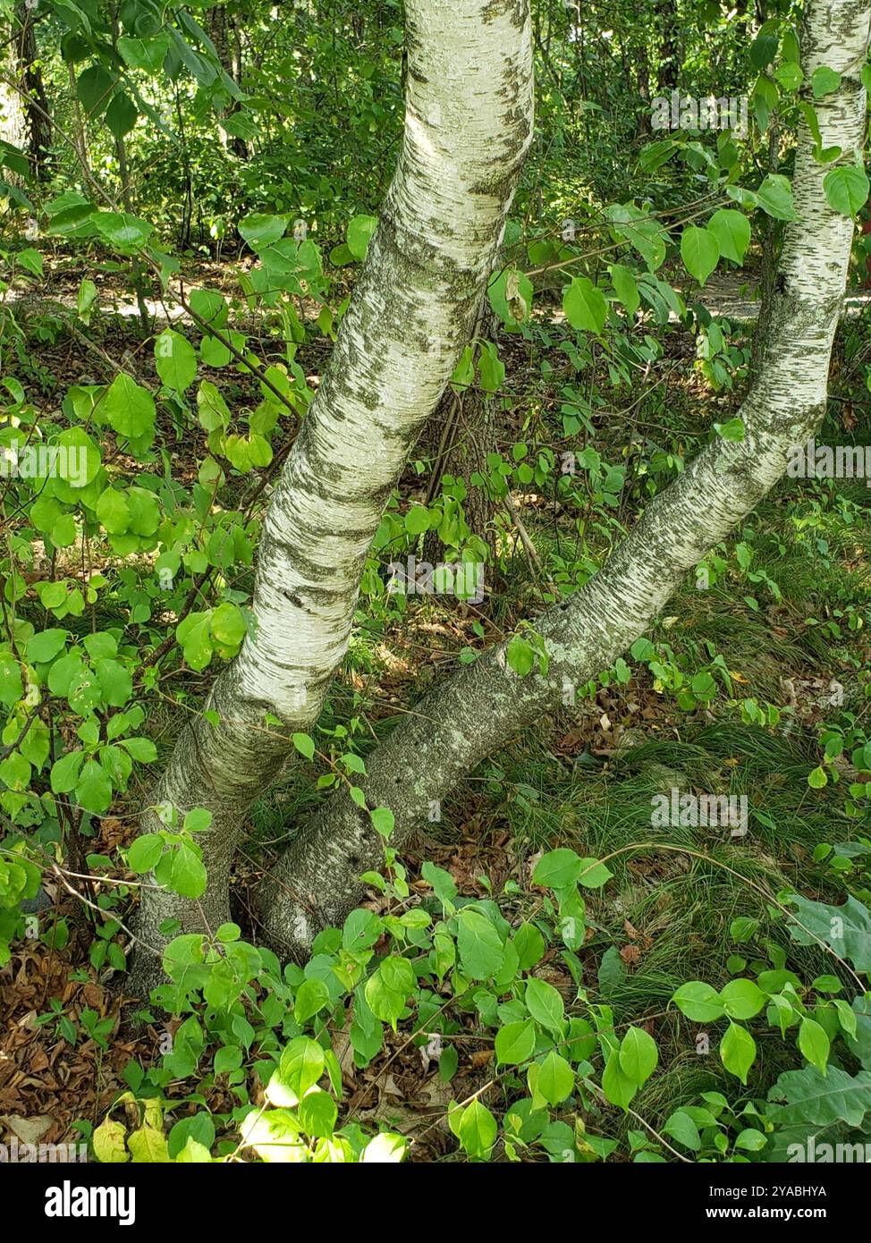 gray birch (Betula populifolia) Plantae Stock Photo - Alamy