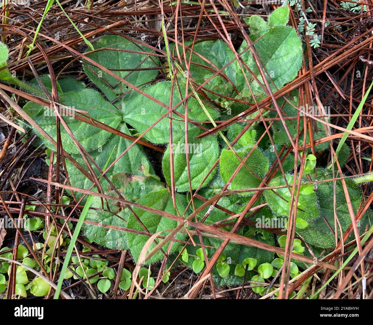 Rayless Sunflower (Helianthus radula) Plantae Stock Photo - Alamy