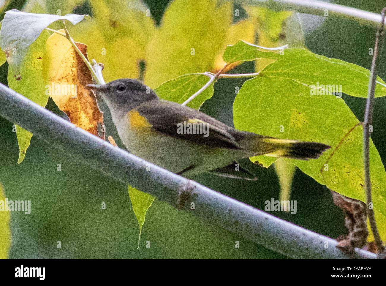 American Redstart (Setophaga ruticilla) Aves Stock Photo - Alamy