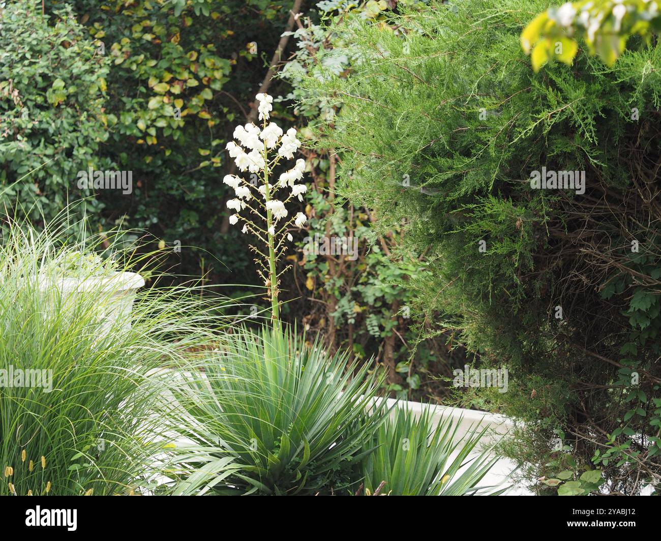 common yucca (Yucca filamentosa) Plantae Stock Photo - Alamy