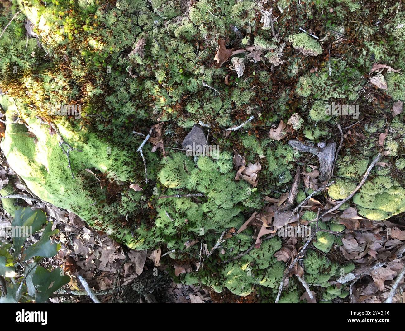 Pincushion Moss (Leucobryum glaucum) Plantae Stock Photo - Alamy