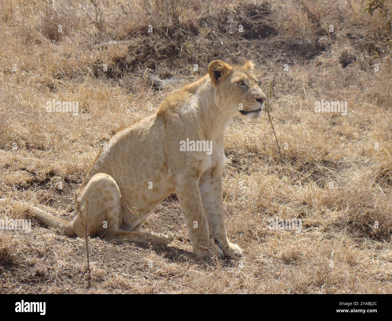 Southern Lion (Panthera leo melanochaita) Mammalia Stock Photo - Alamy