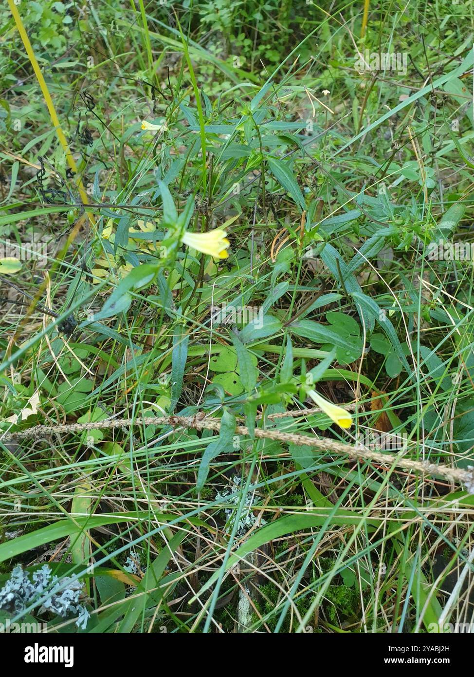 Common Cow-wheat (Melampyrum pratense) Plantae Stock Photo - Alamy